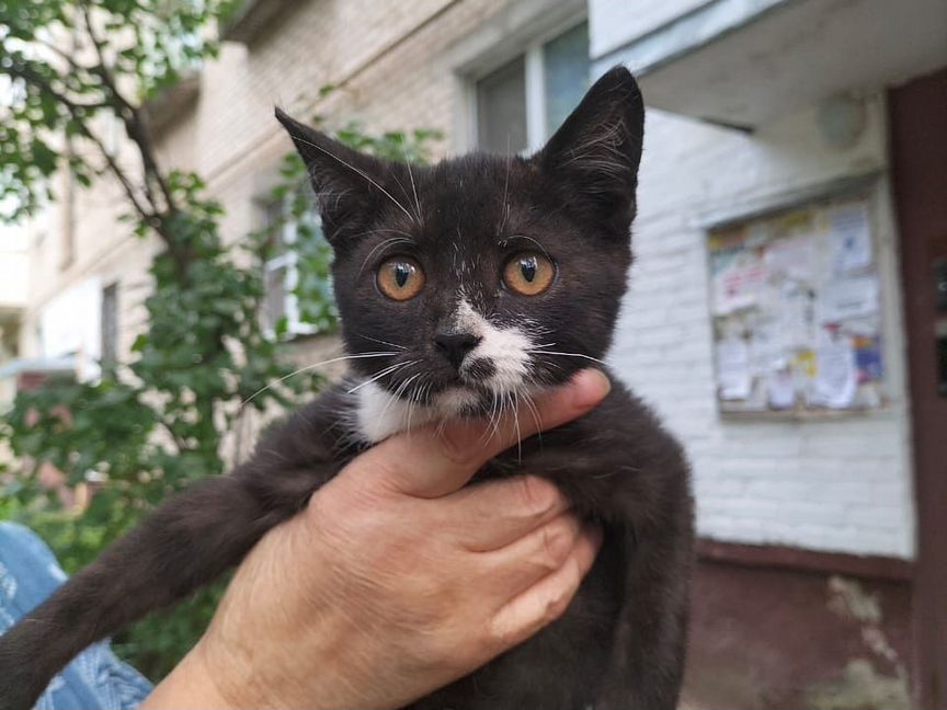 Котик черный мальчик