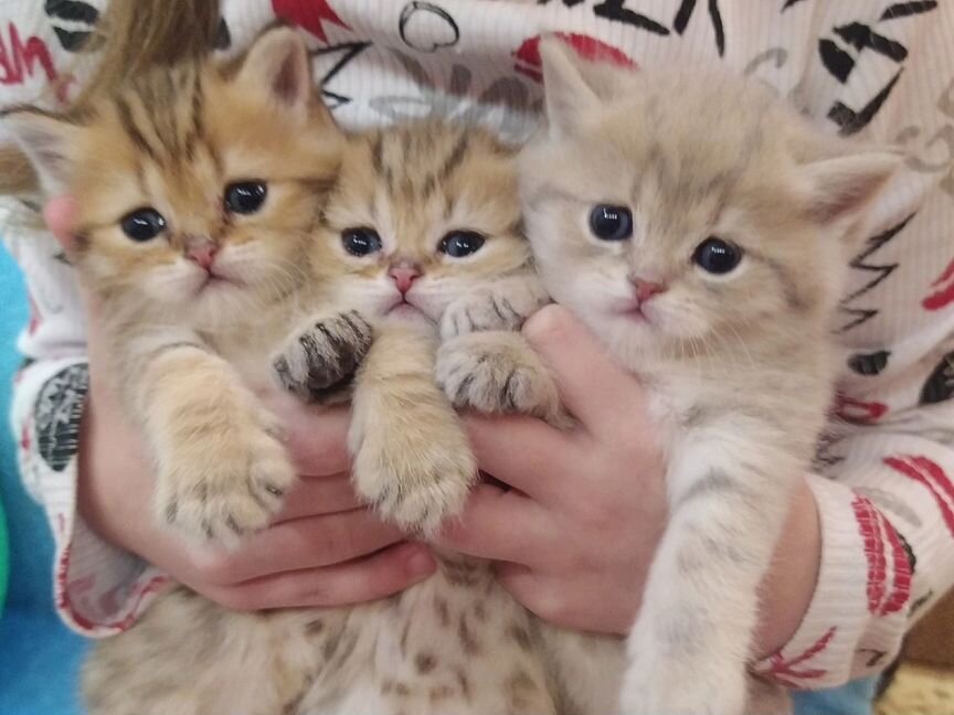 Шотландские котята с документами