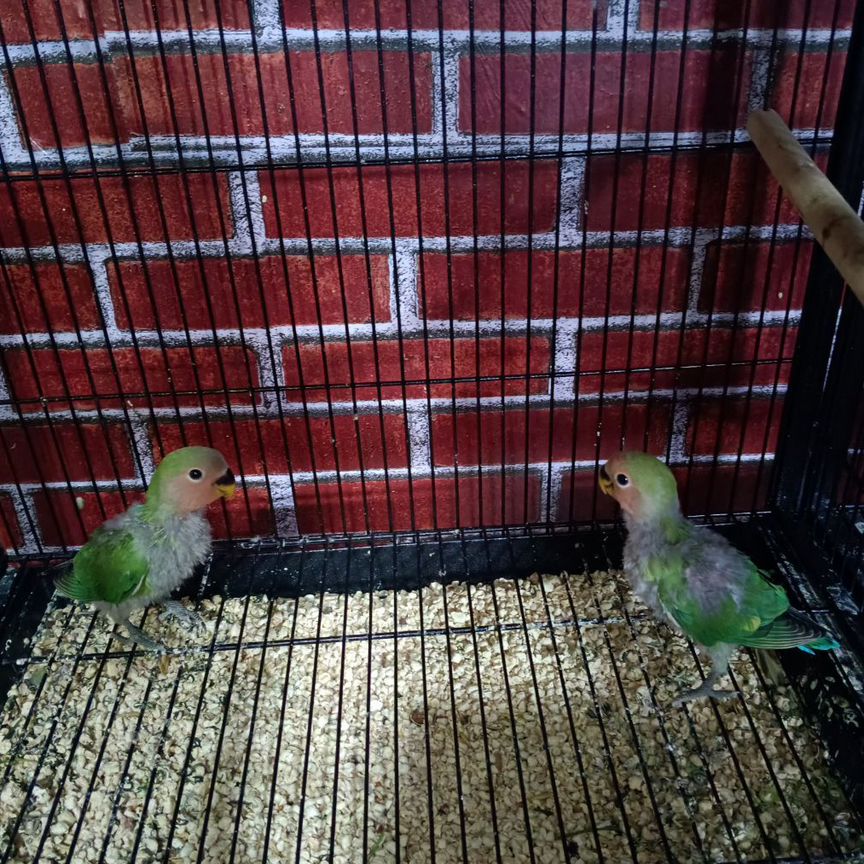 Попугаи неразлучник птенцы 2 мес. и 4 мес