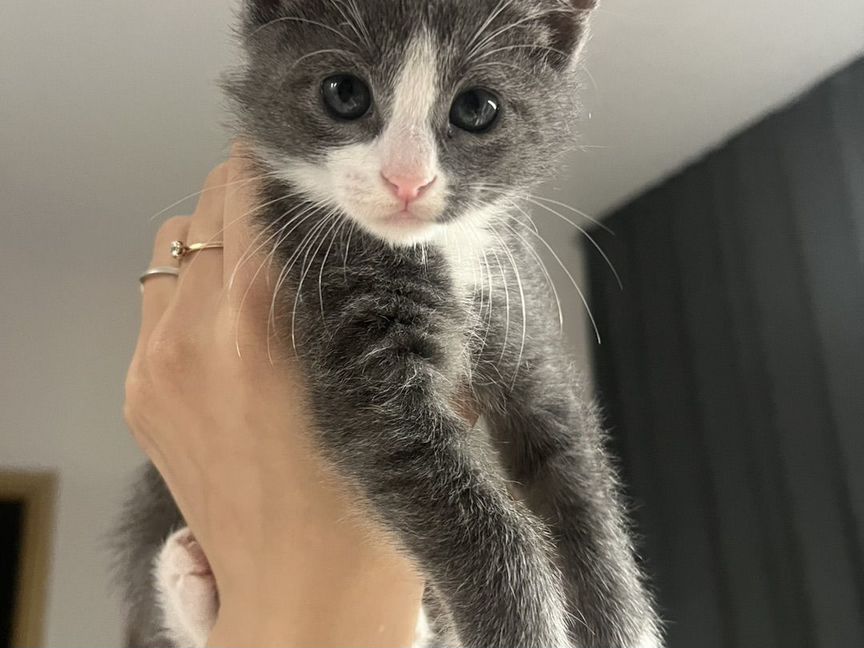 Котенок девочка в добрые руки