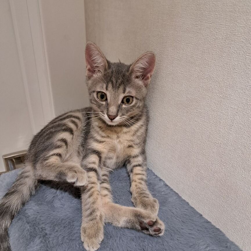 Котёнок