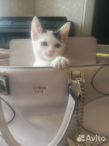 Сладкий мальчишка в хорошие руки