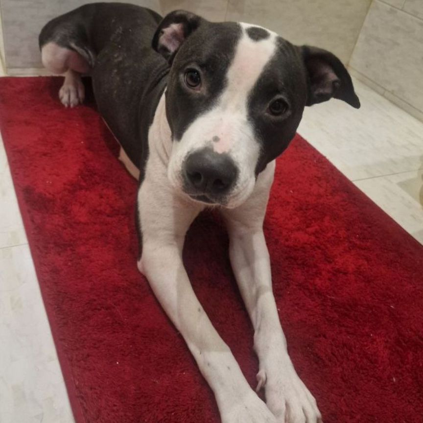 Американский стаффордширский терьер, щенок