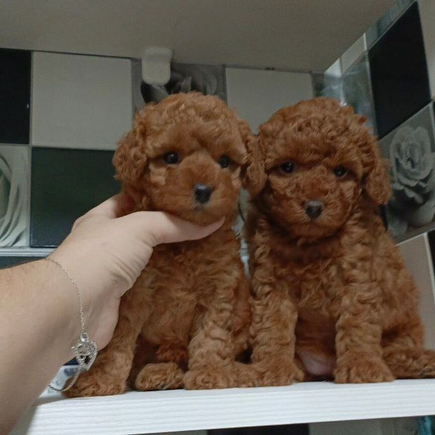 Той-пудель, щенок