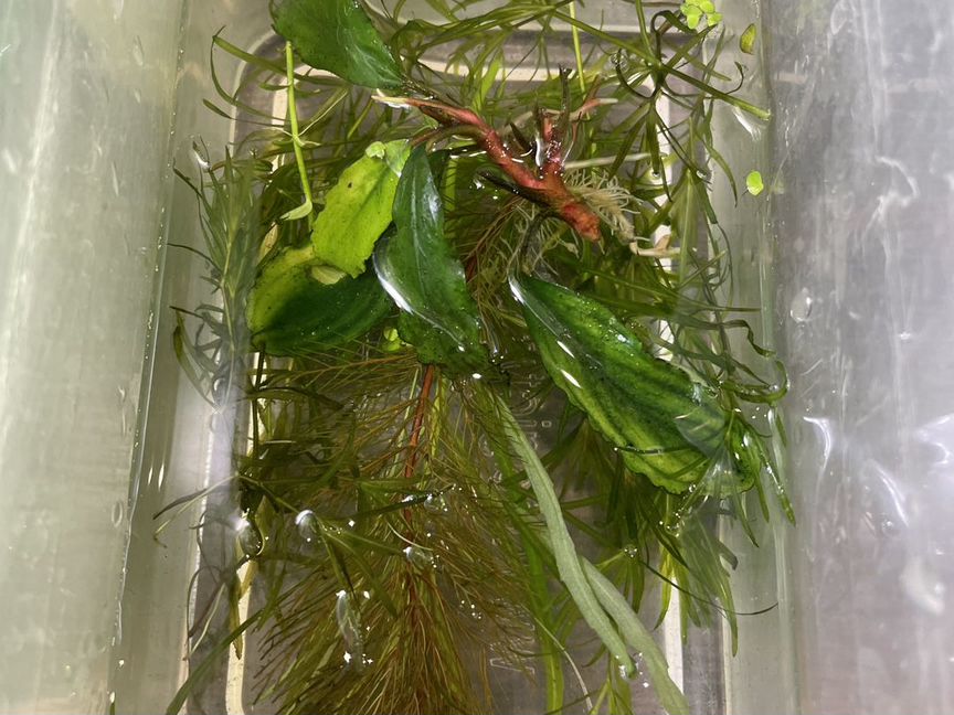 Аквариумные растения