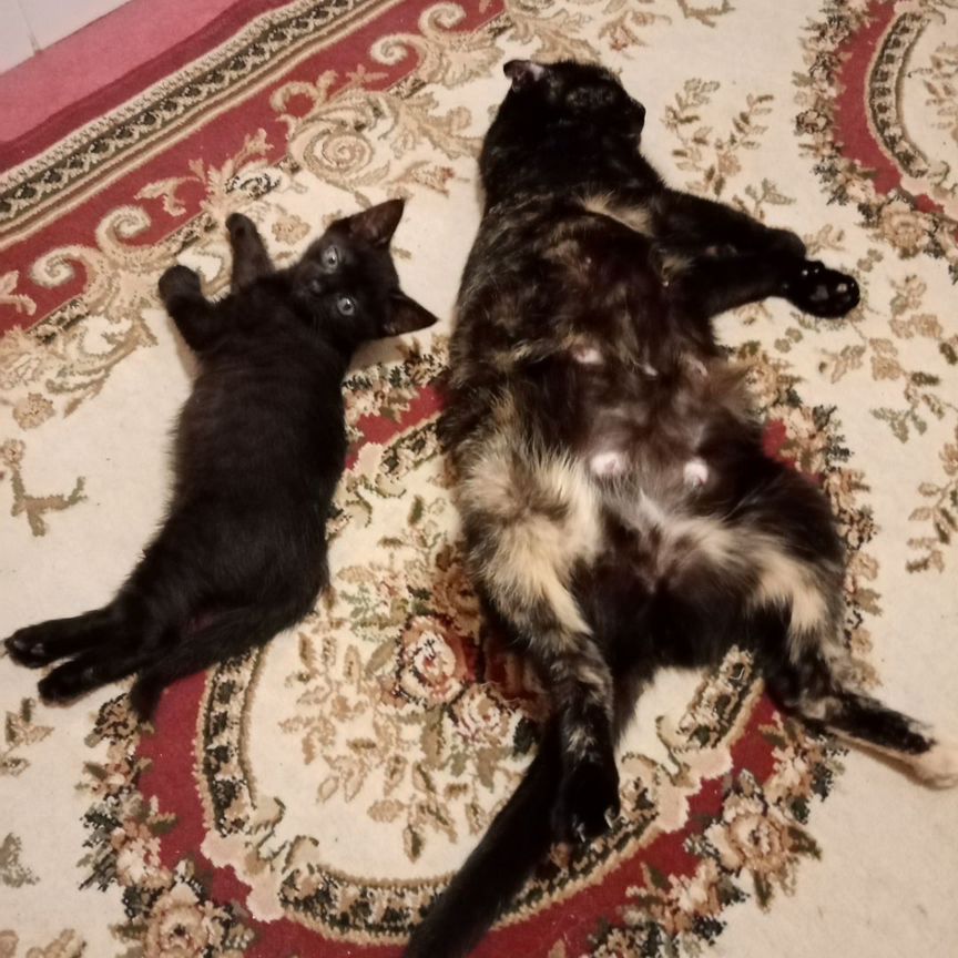 Чёрный чертёнок Чиз в добрые руки