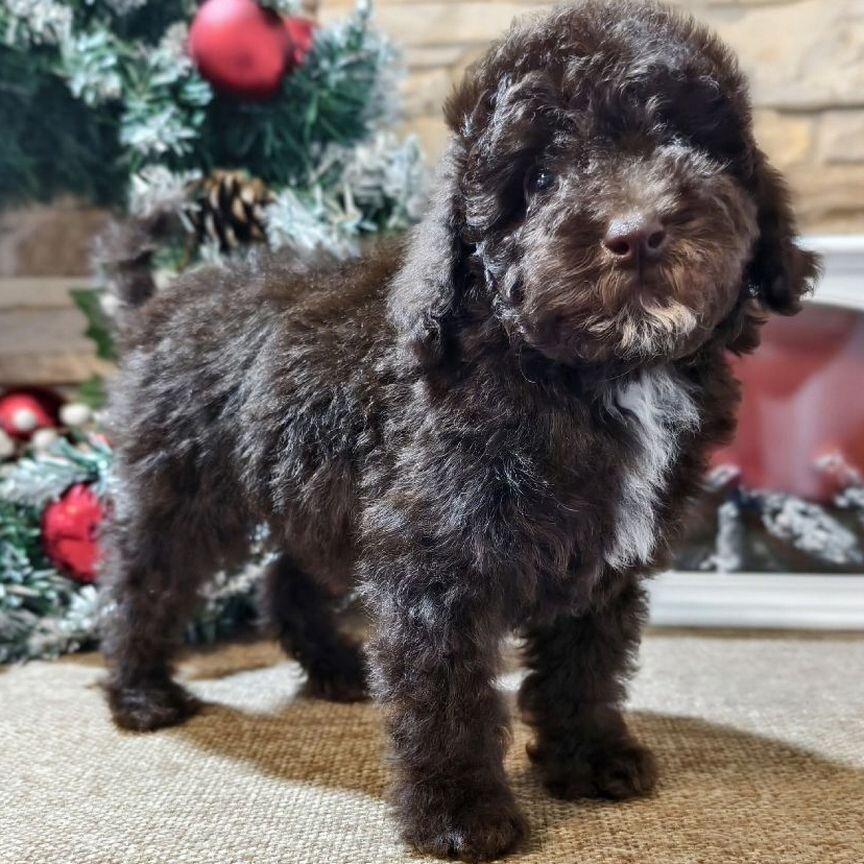 Той-пудель, щенок