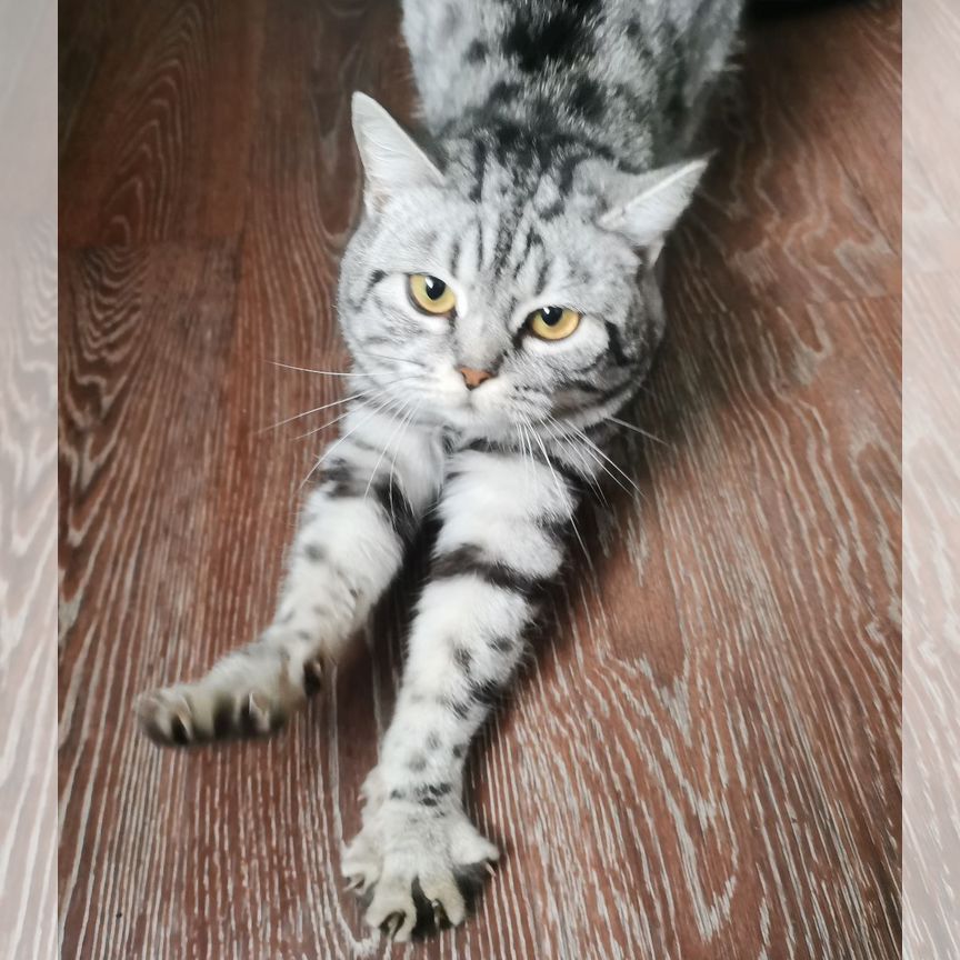 Ищу хозяев кошечки