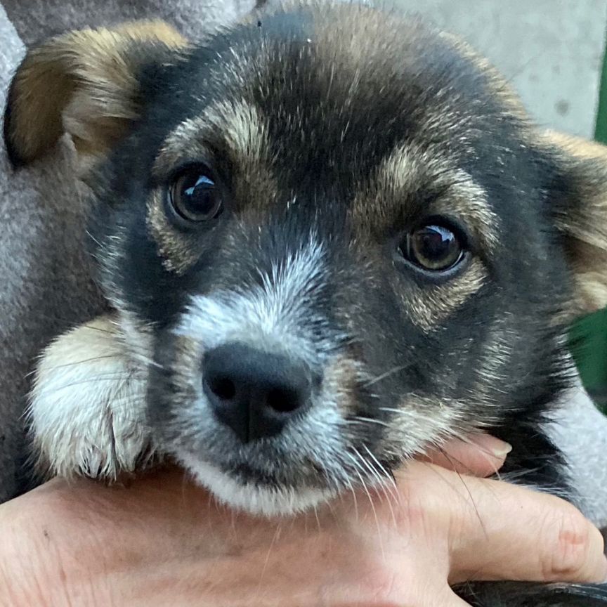 Собака 1.5 месяца