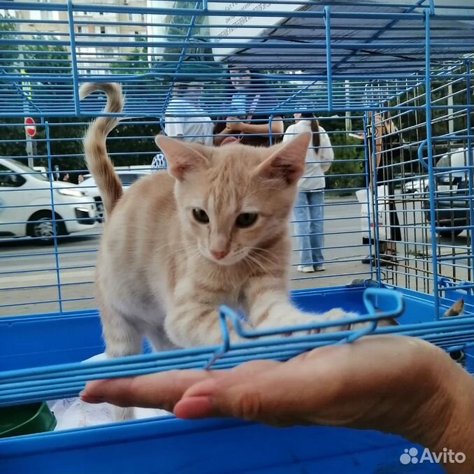 Котик 3.5 месяца рыжий в приюте