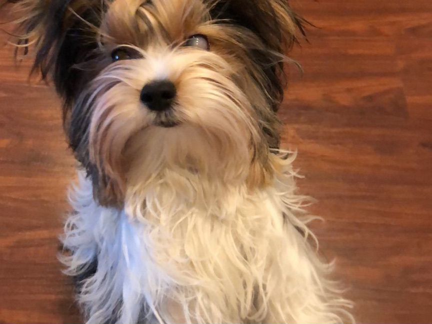 Бивер терьер мальчик ищет невесту