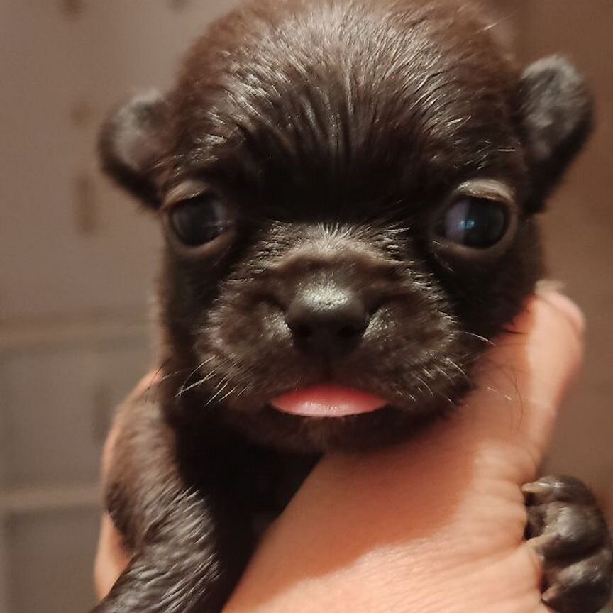 Чихуахуа мини