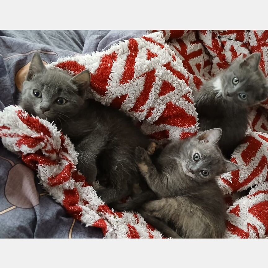 Сибирские котята