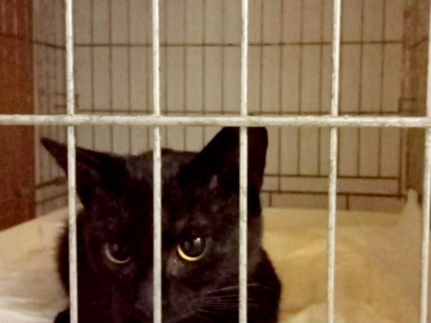 Кошки в добрые руки бесплатно