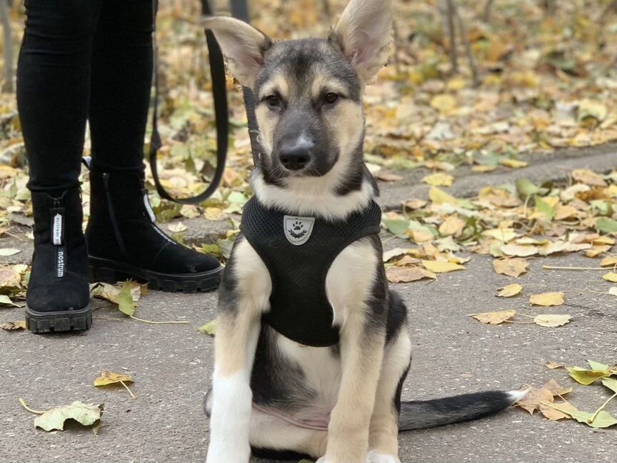 Грэй (щенок)