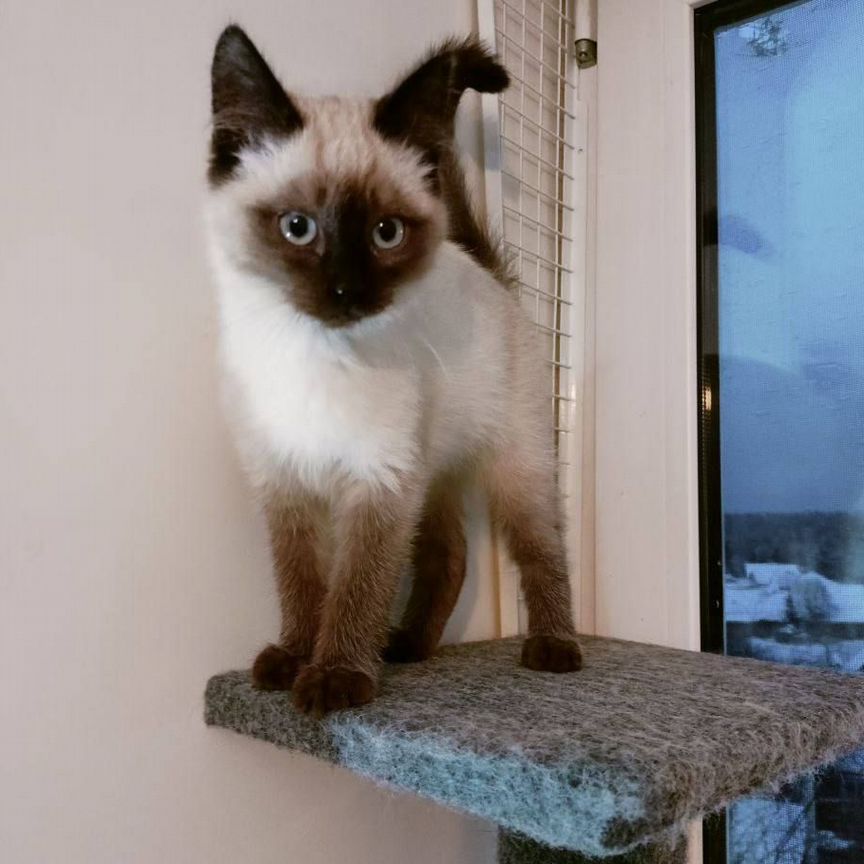 Котёнок в добрые руки