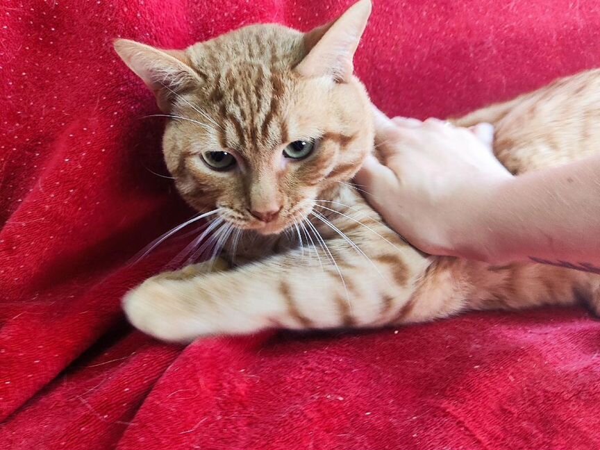 Котик 8 мес, кастрирован, привит, из приюта