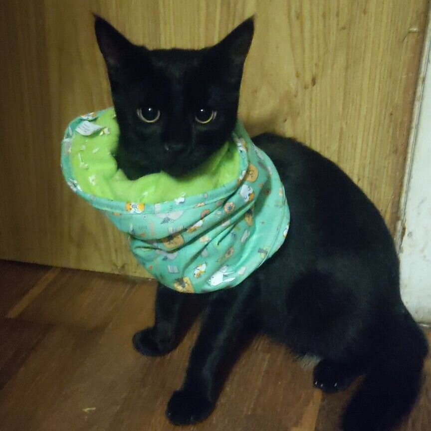 Кот - домашний обормот