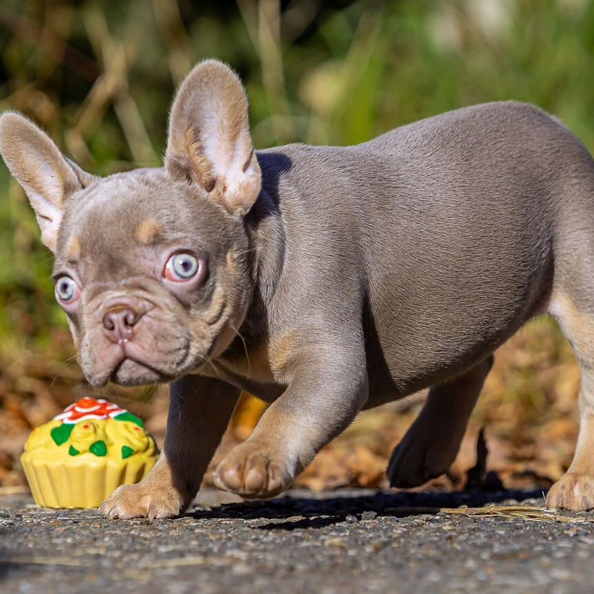 Французский бульдог мини девочка изабелловая