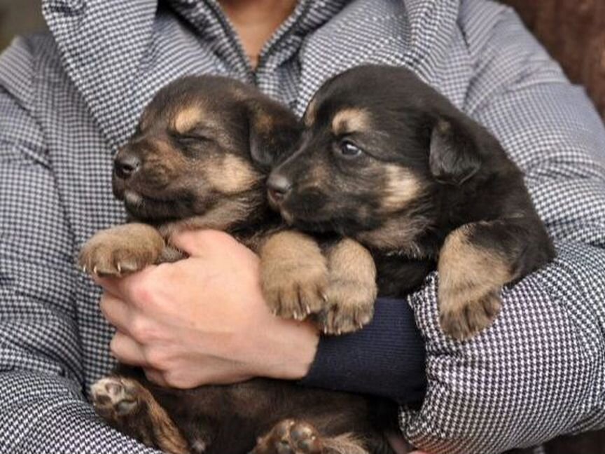 Щеночки с мамочкой в опасности