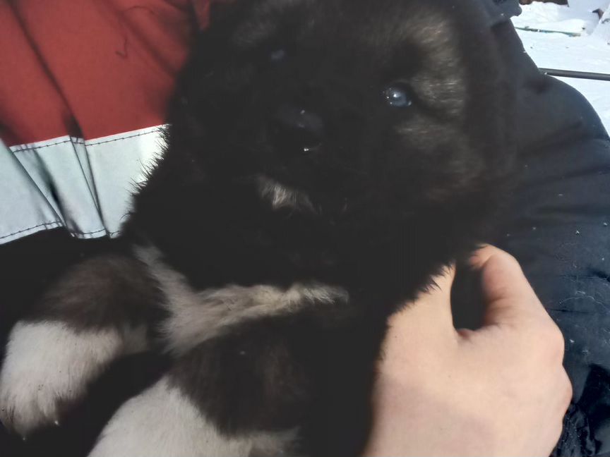 Щенок кавказец