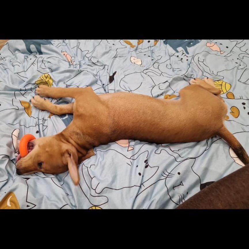 Стаффордширский терьер бесплатно 6 мес