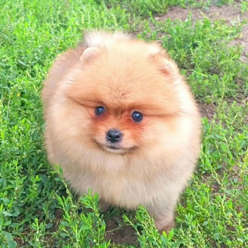 Шпиц девочка