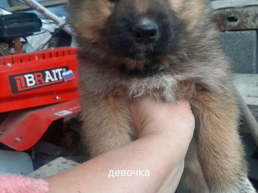 Овчаристого типа