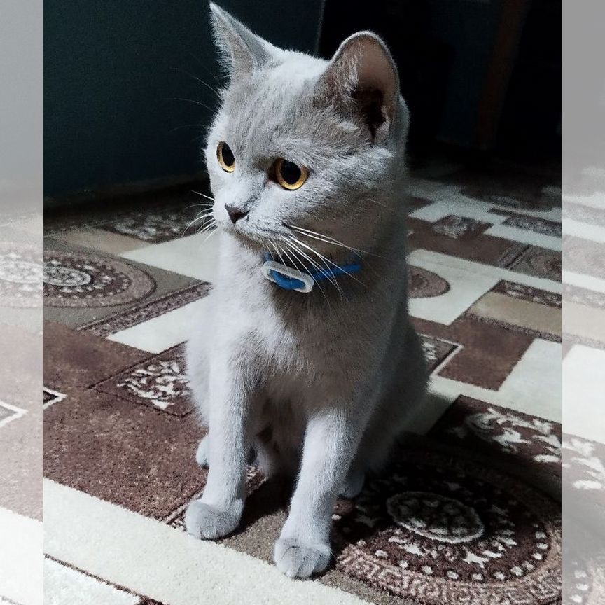 Британская короткошёрстная, взрослая кошка