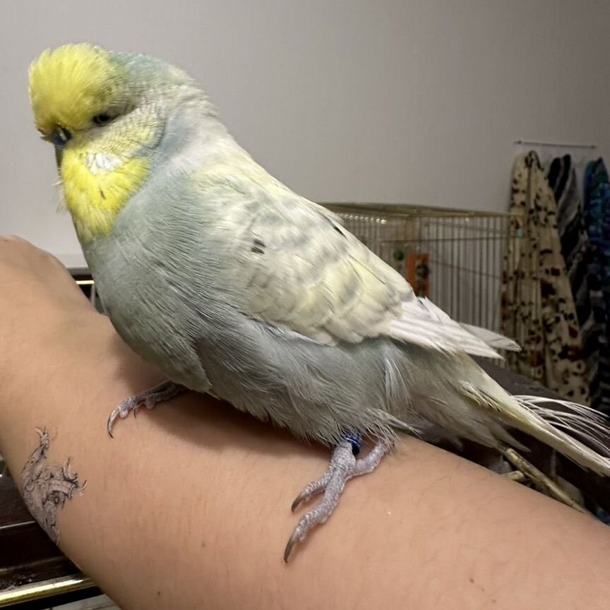 Ввп чех самец говорящий