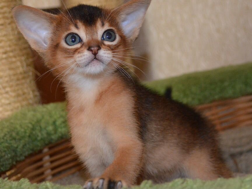 Абиссинские котята