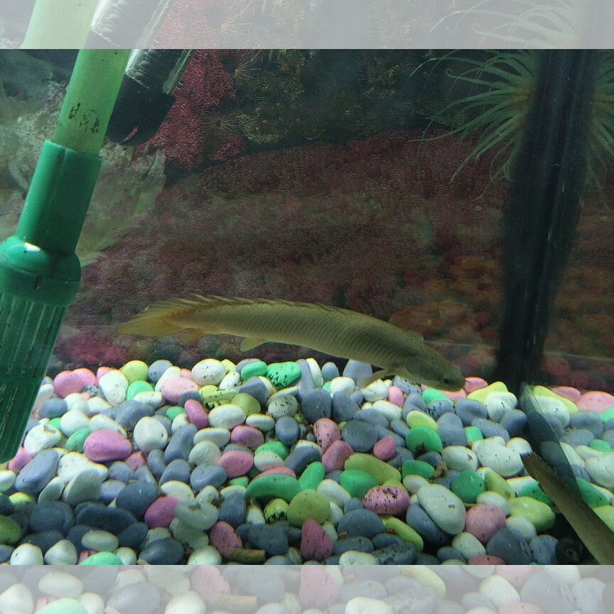 Рыба Полиптерус сенегальский