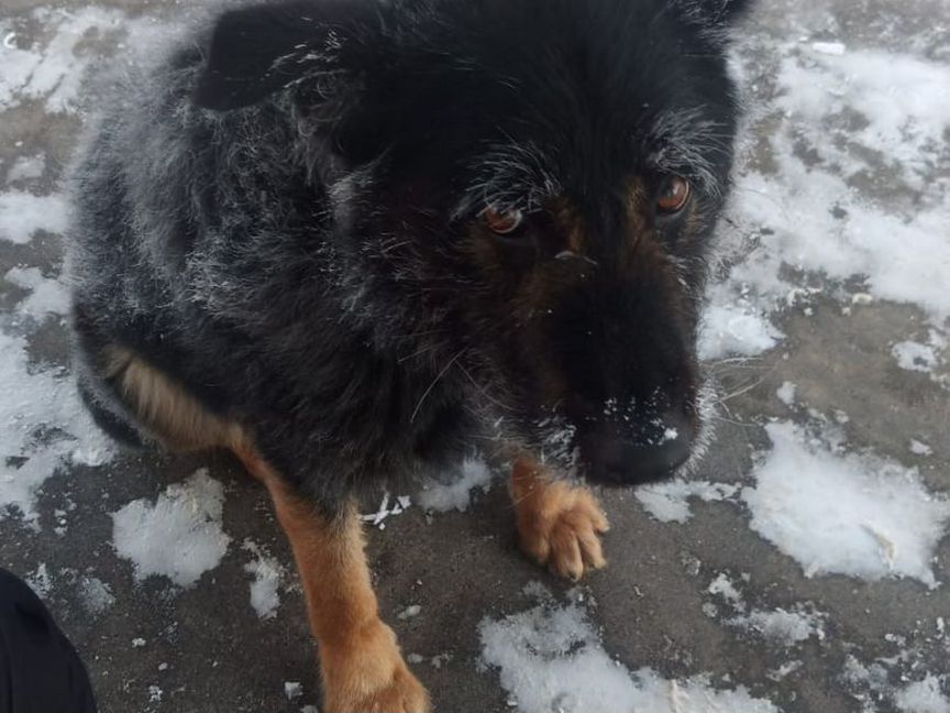 Найдена собака, Салават Купере