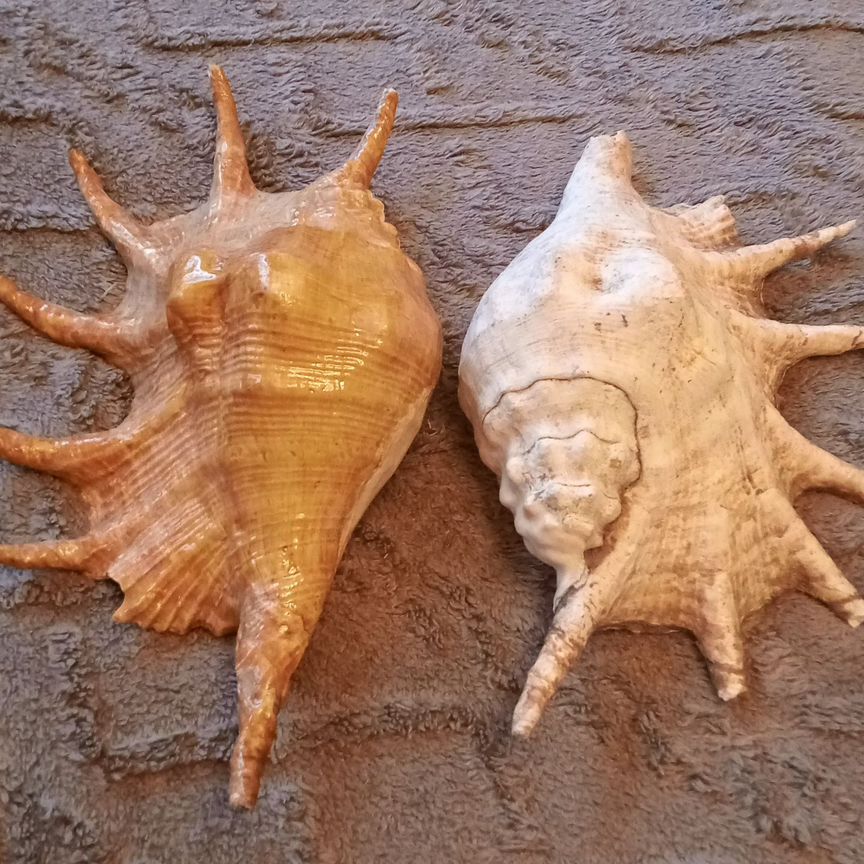 Пара огромных океанских раковин Lambis truncata