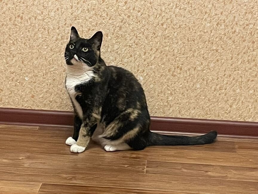 Переживаю за кошечку