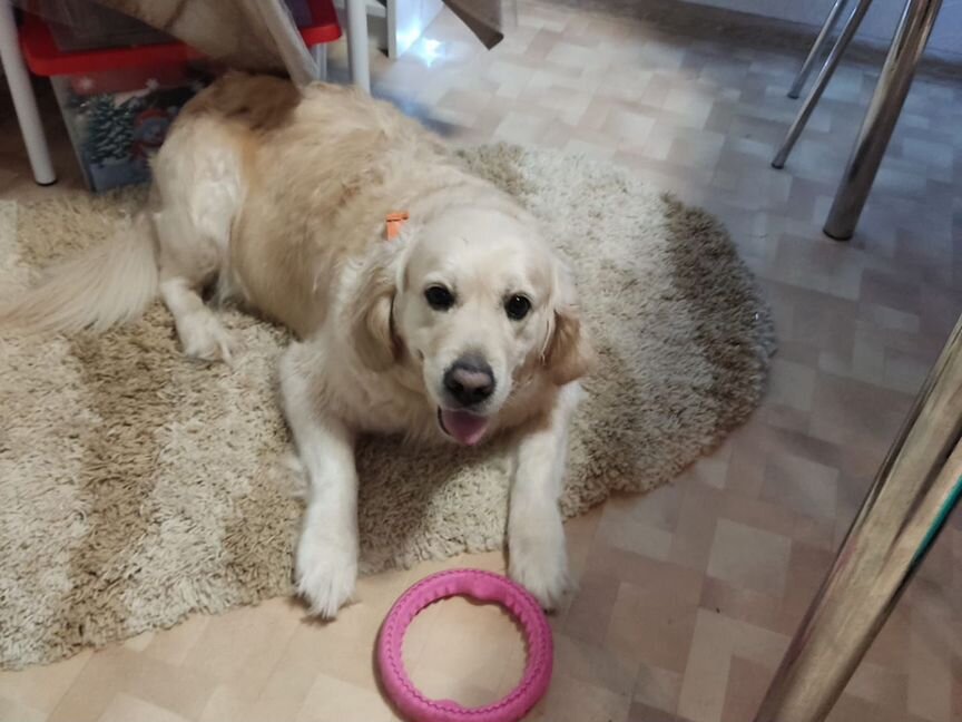 Лабрадор ретривер