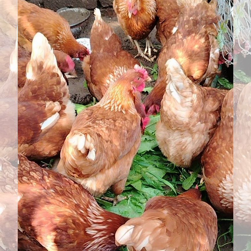 Куры несушки ломан браун