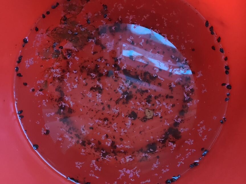 Улитки на корм рыбкам