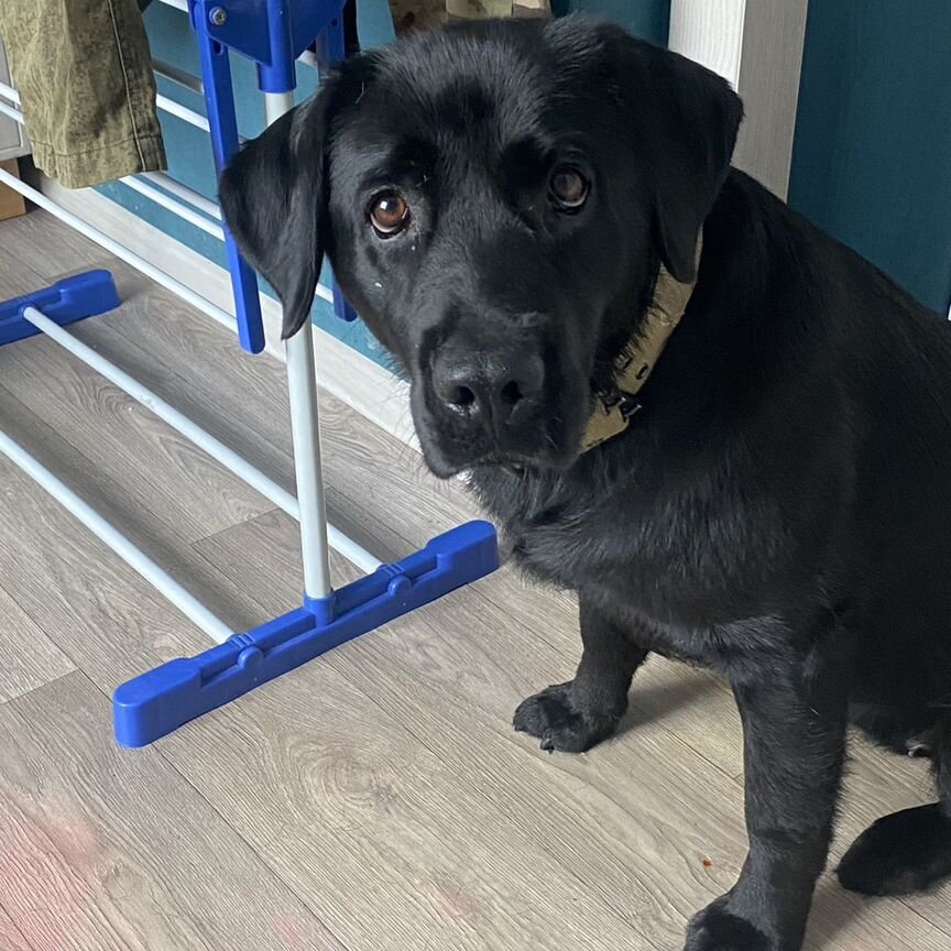 Отдам лабрадора