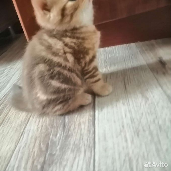 Шотландскаяя мраморная кошечка