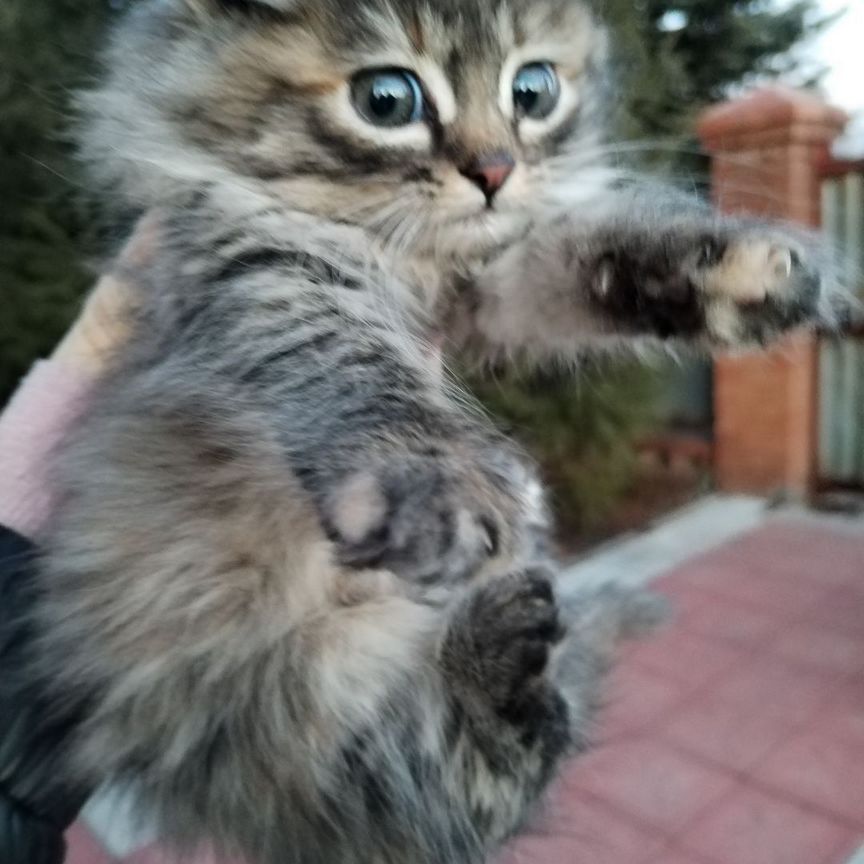 Котята в добрые руки бесплатно