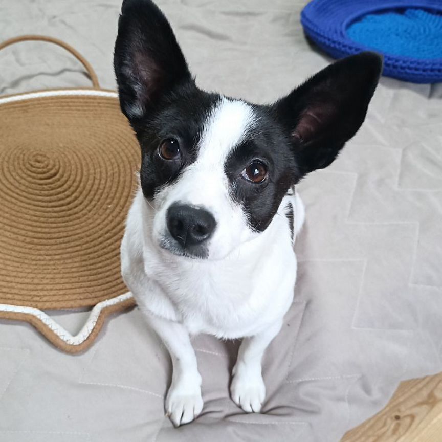 Взрослая собака в добрые руки