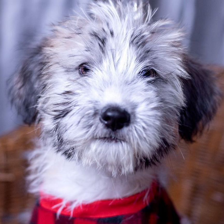 Щенок в добрые руки