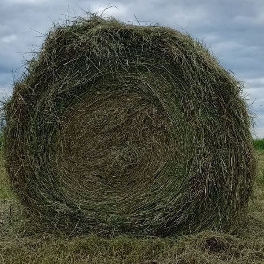Продам сено в рулонах