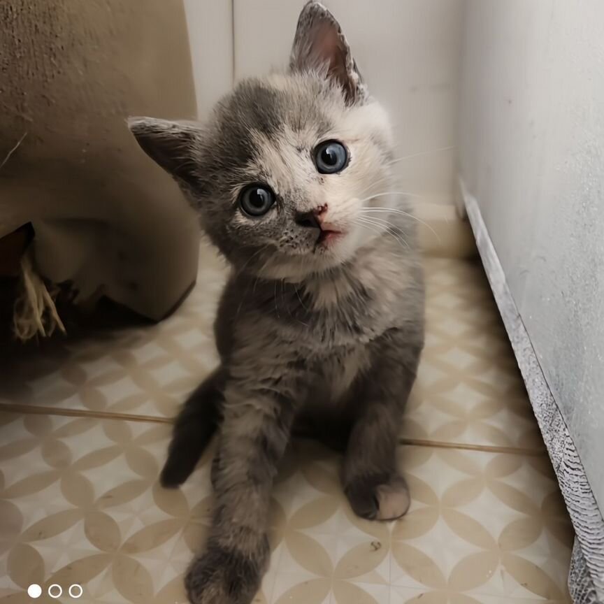 Котёнок в добрые руки