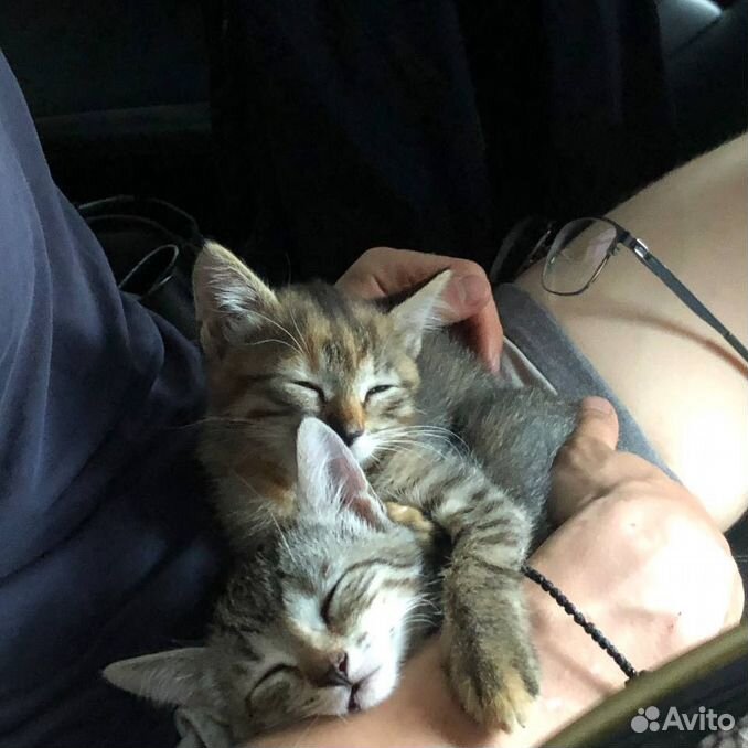 Котята со святого места