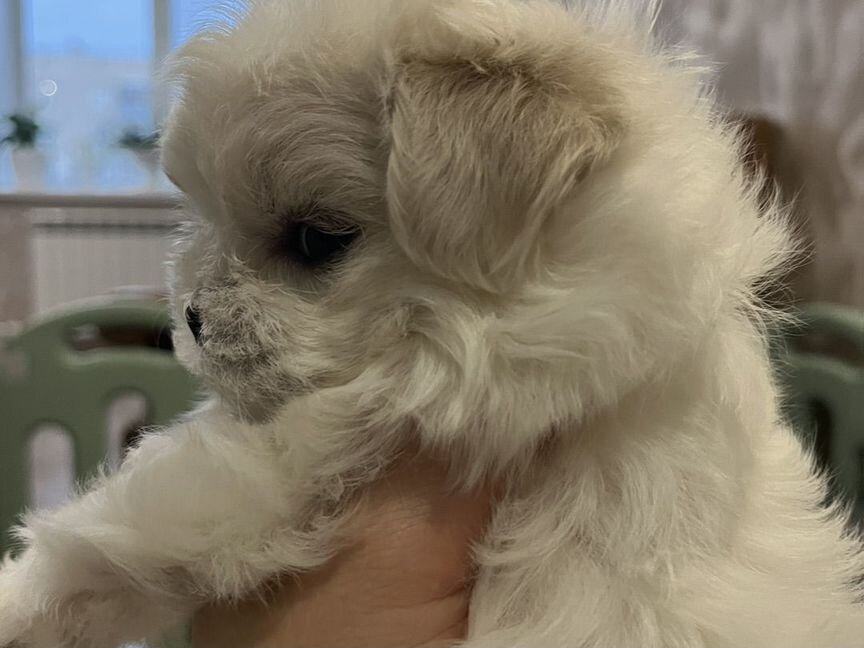 Шикарная девочка мальтезе