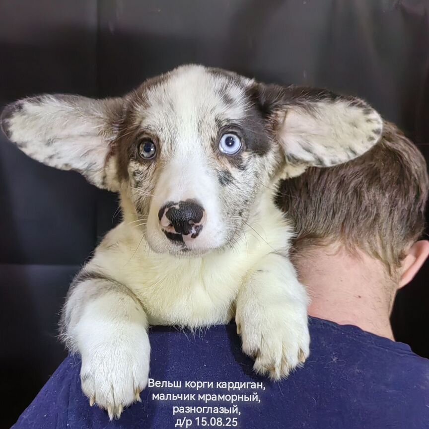 Вельш Корги Кардиган, щенок