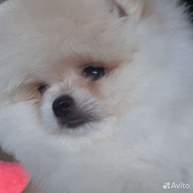 Белый медвежонок