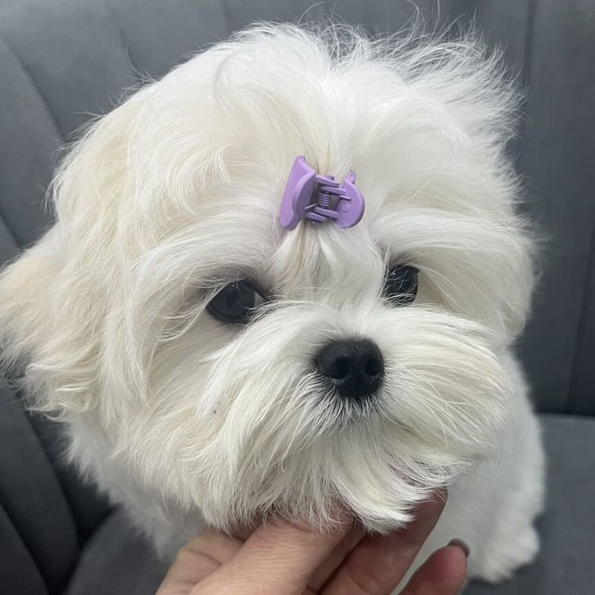 Мальтезе мальтийская болонка